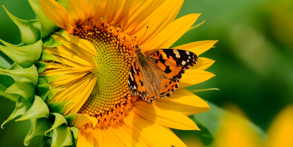 Las flores polinizadas por insectos tienen una fragancia más fuerte ...